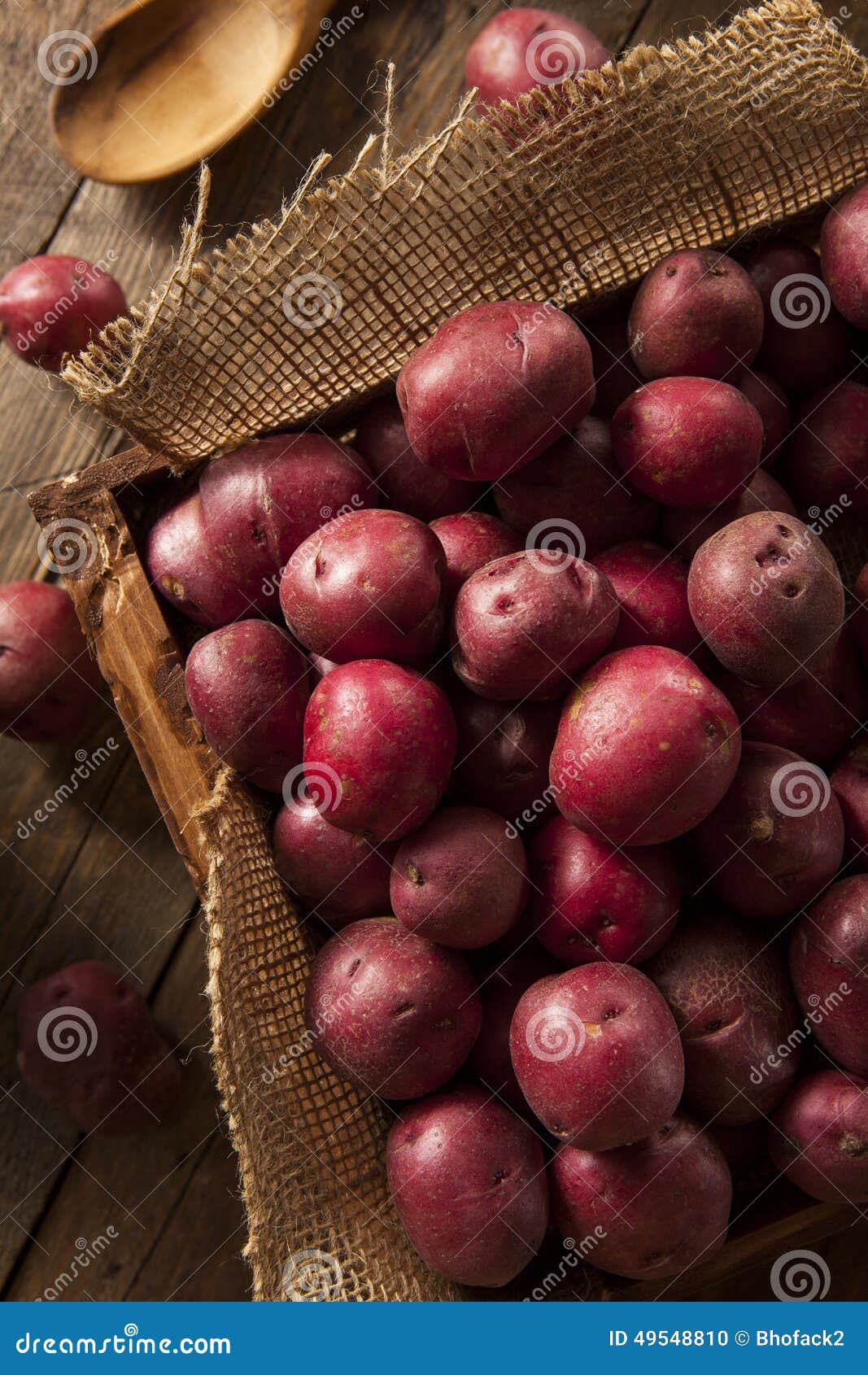 Organic Raw Red Potatoes stock photo. Image of nutrition - 49548810