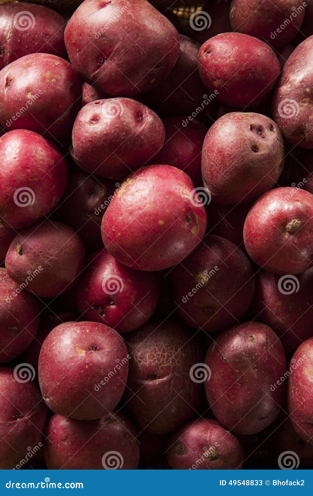 Organic Raw Red Potatoes stock image. Image of produce - 49548833