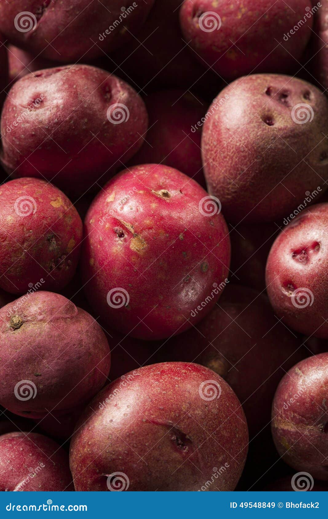 Organic Raw Red Potatoes stock image. Image of ripe, uncooked - 49548849