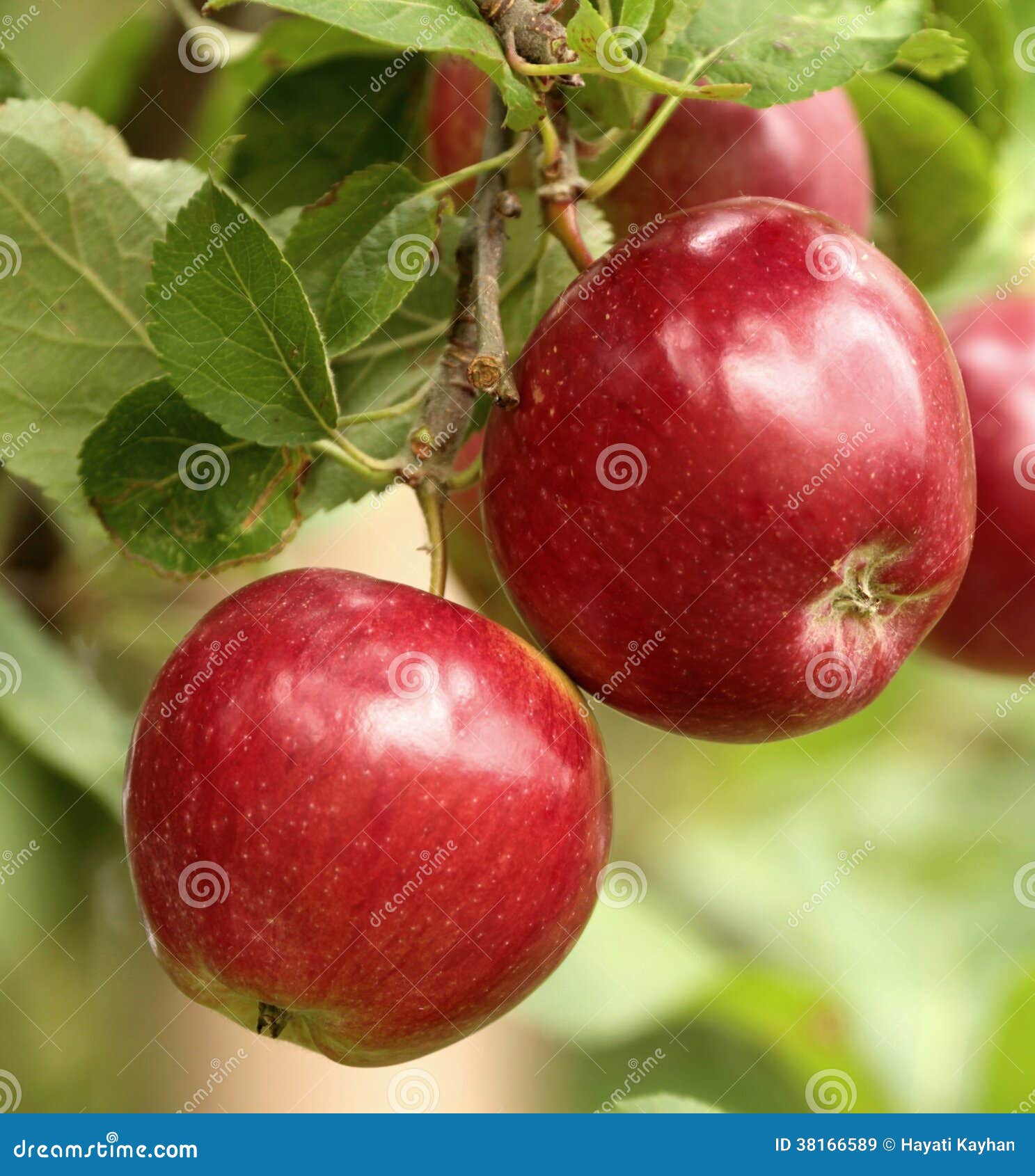 Organic Red Apples on Branch Stock Image - Image of beautiful, leaves ...