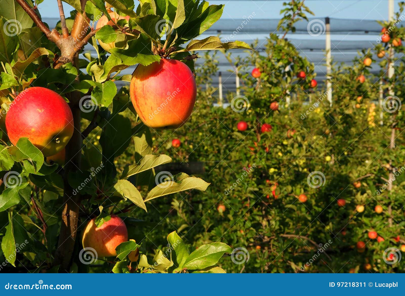 Organic Red Apples Cultivated in an Orchard Stock Image - Image of ...