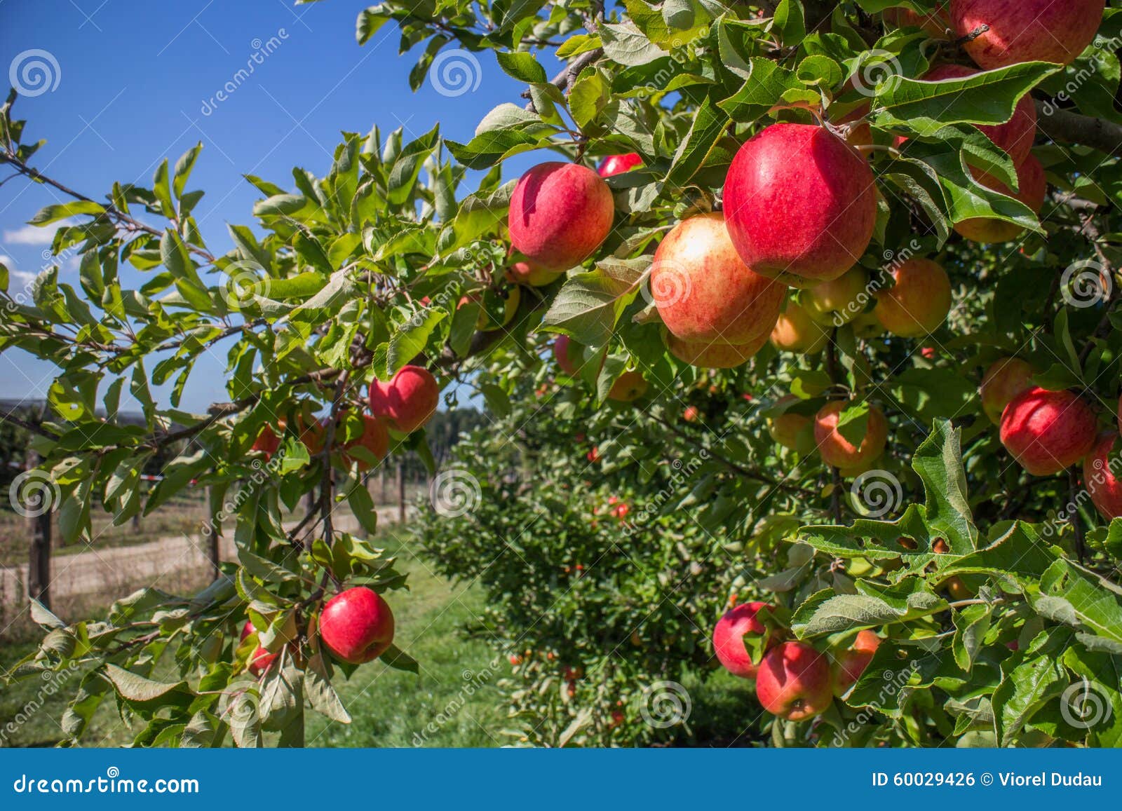 Organic Red Apples in Apple Orchard Stock Photo - Image of garden, farm ...