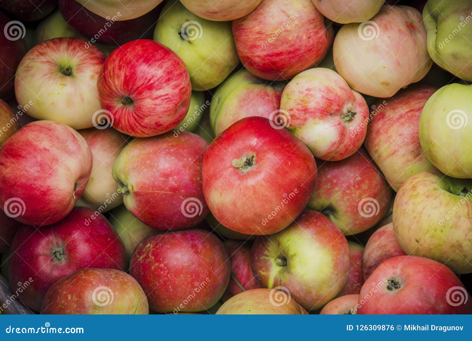 Organic Red Apples stock photo. Image of october, riped - 126309876