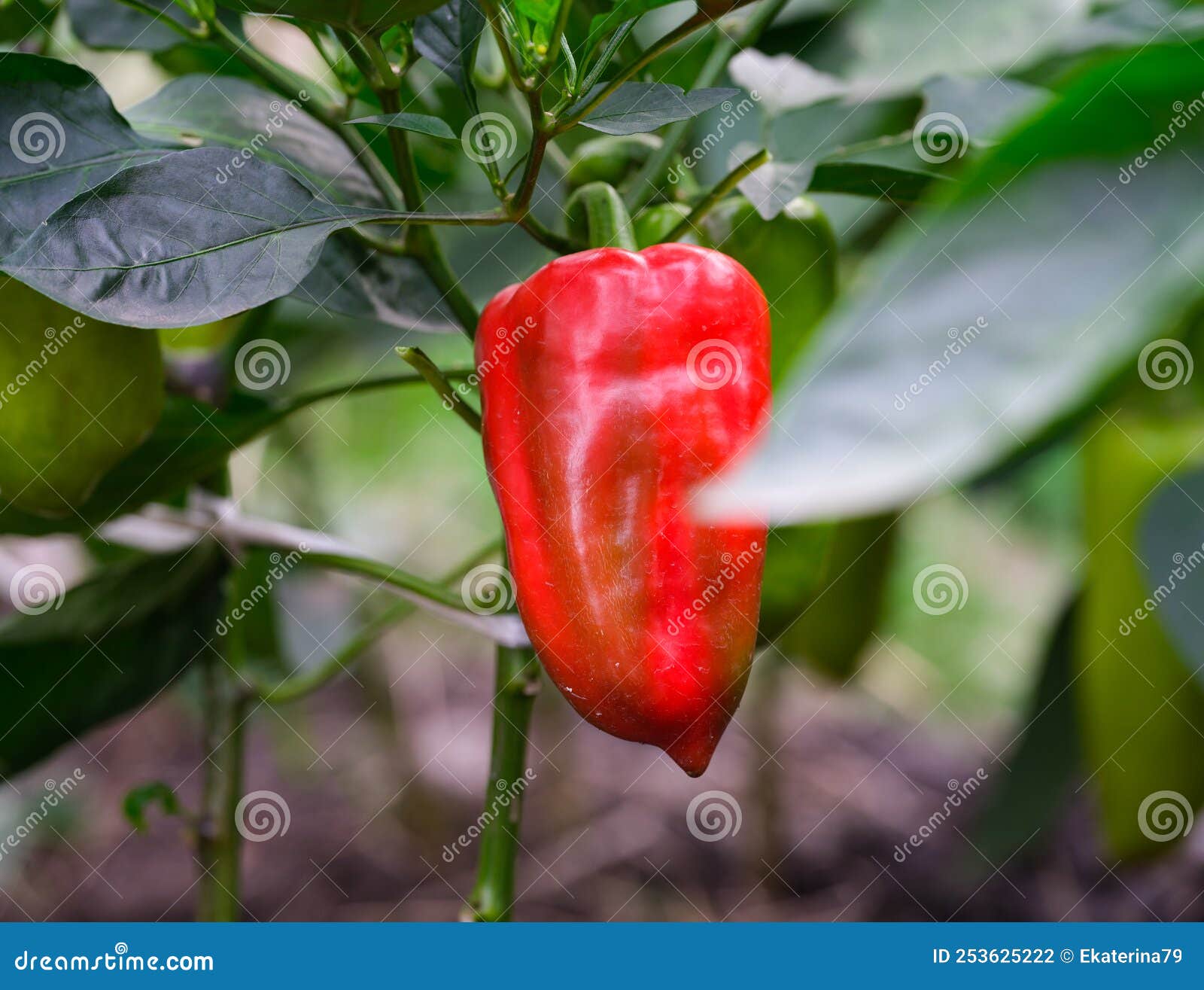 An Organic Red Bell Pepper Growing in a Garden Stock Photo - Image of ...