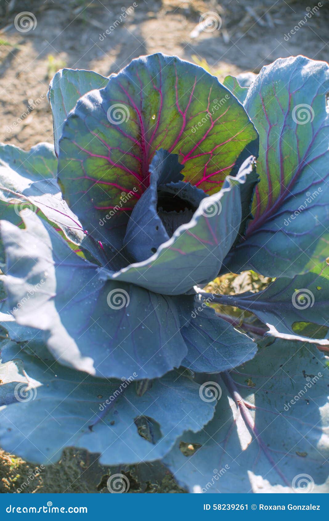Organic red cabbage plant stock image. Image of healthy - 58239261