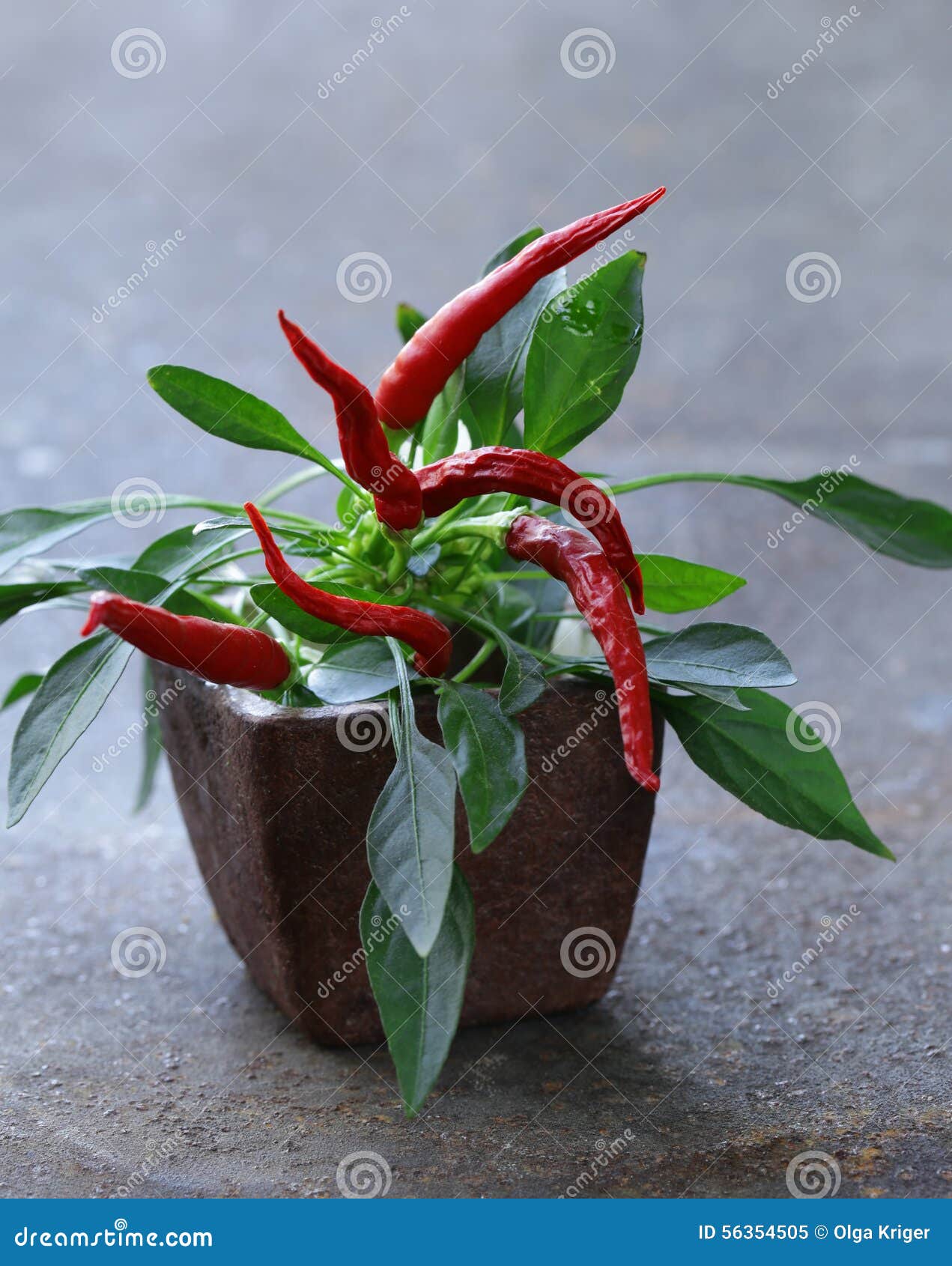Organic Red Chili Pepper with Leaves Stock Image - Image of tree ...
