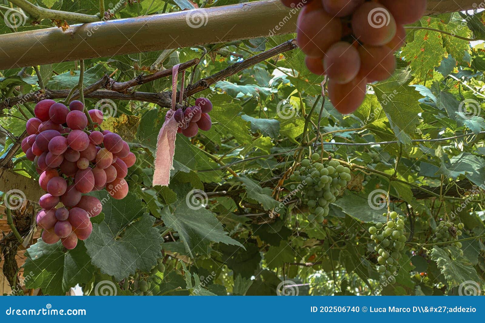 Organic red grape stock photo. Image of grapes, delicious - 202506740