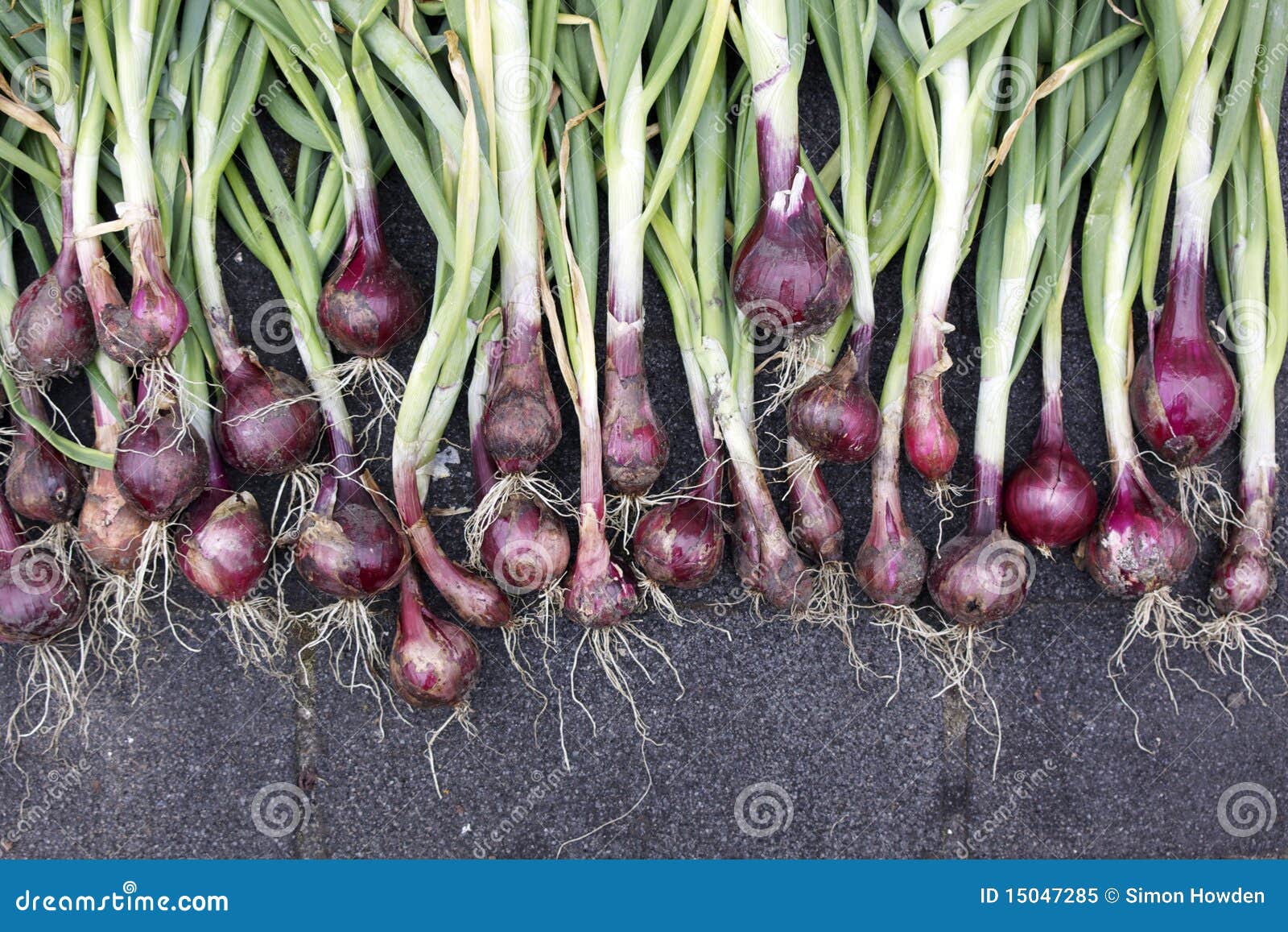 Organic Red Onions stock image. Image of culture, bulbs - 15047285