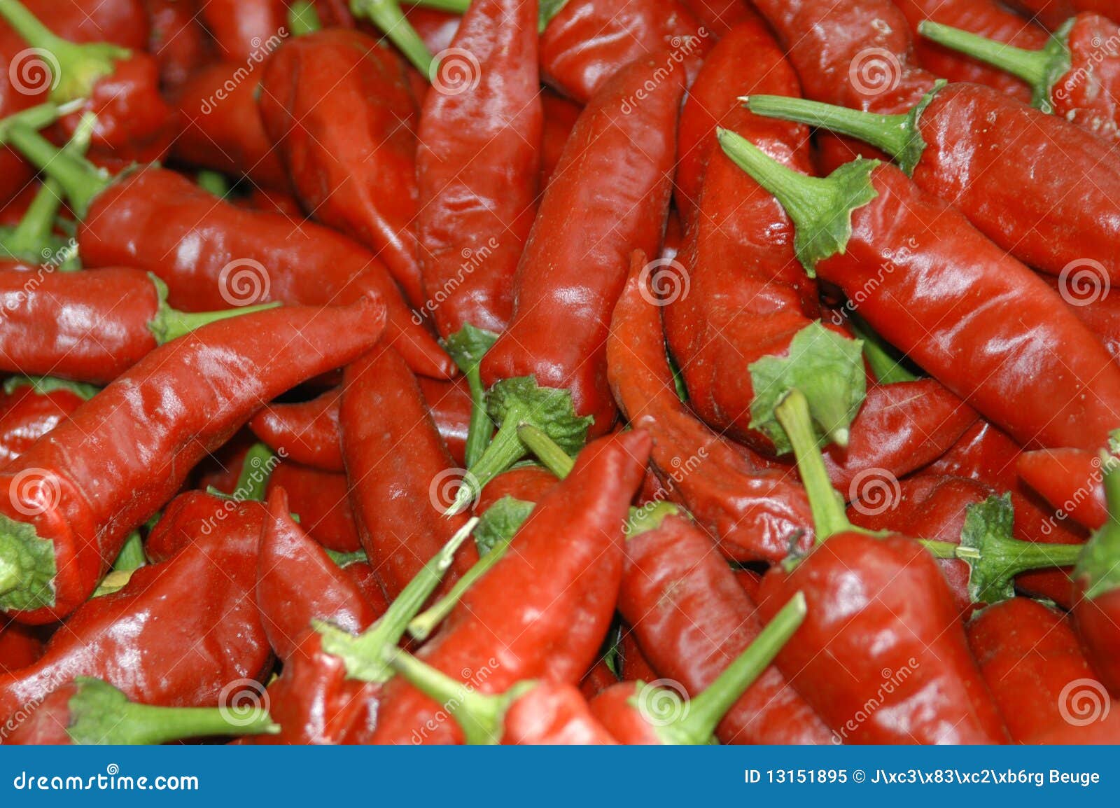 Organic Red Paprika from the Field Stock Image - Image of paprika ...