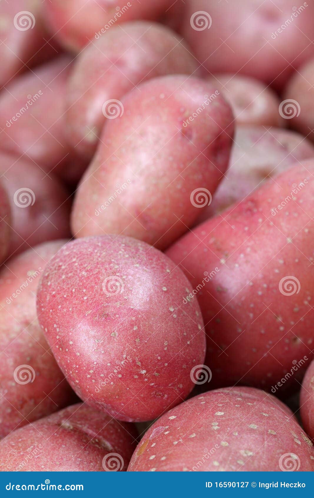 Organic red potatoes stock image. Image of ripe, vegetable - 16590127