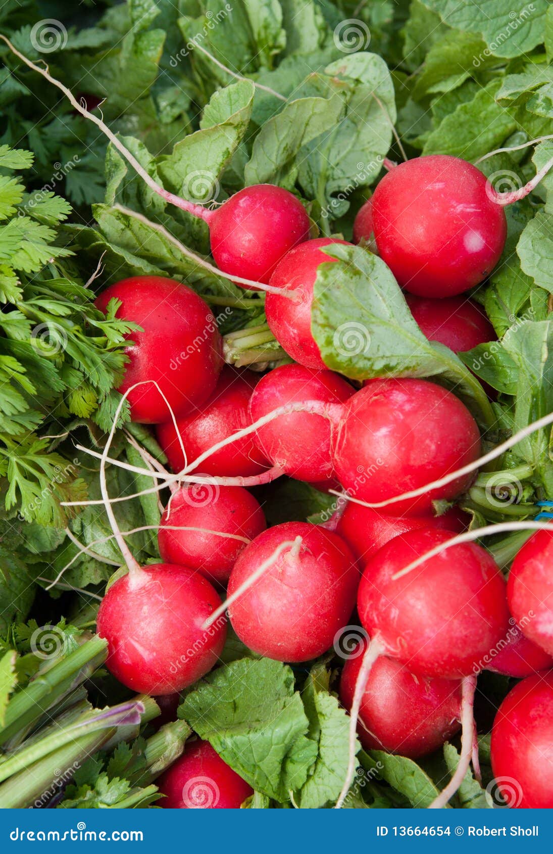 Organic Red Radishes stock photo. Image of gourmet, bunch - 13664654