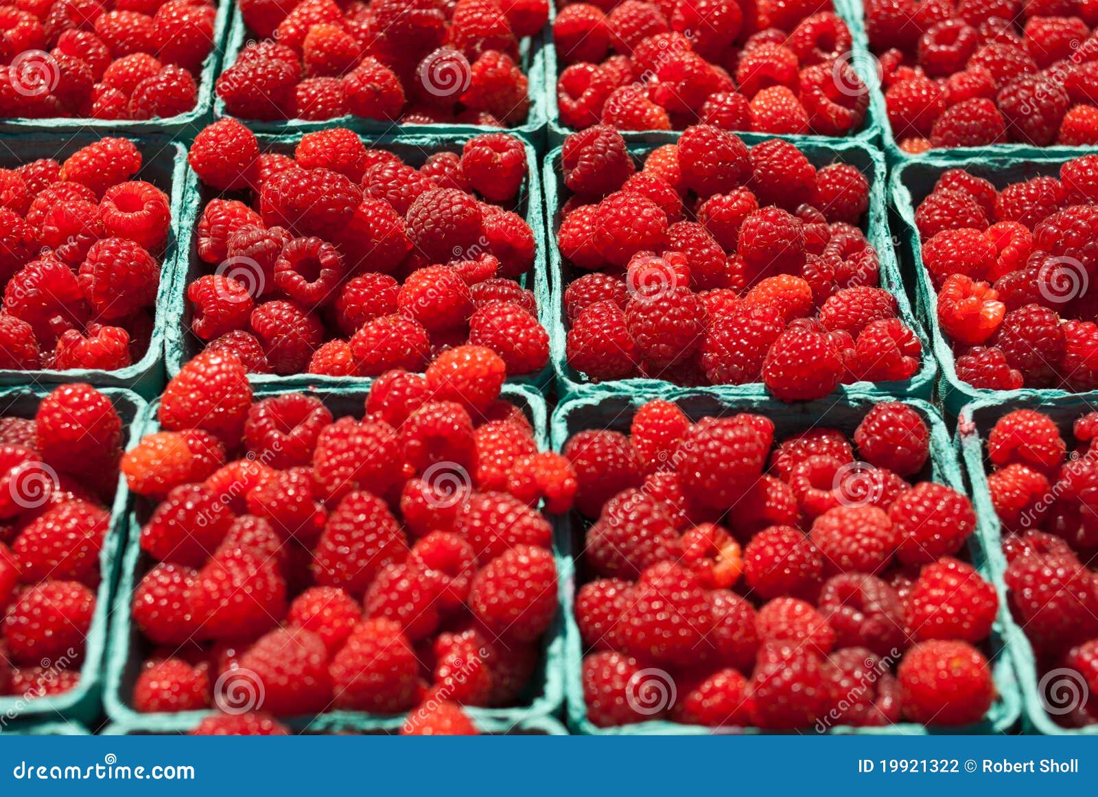 Organic Red Raspberries stock photo. Image of berry, raspberry - 19921322