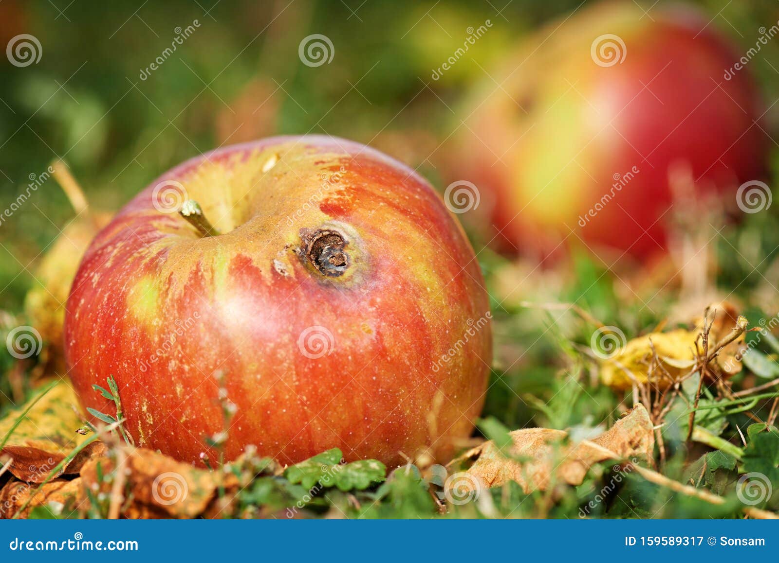 Organic red rotten apples stock image. Image of fertilized - 159589317