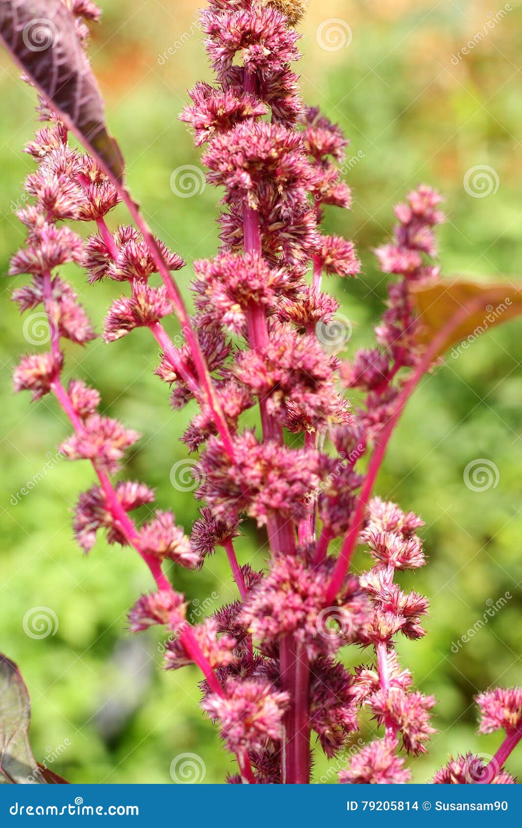 Organic Red Spinach Flower and Seeds Stock Photo - Image of closeup ...