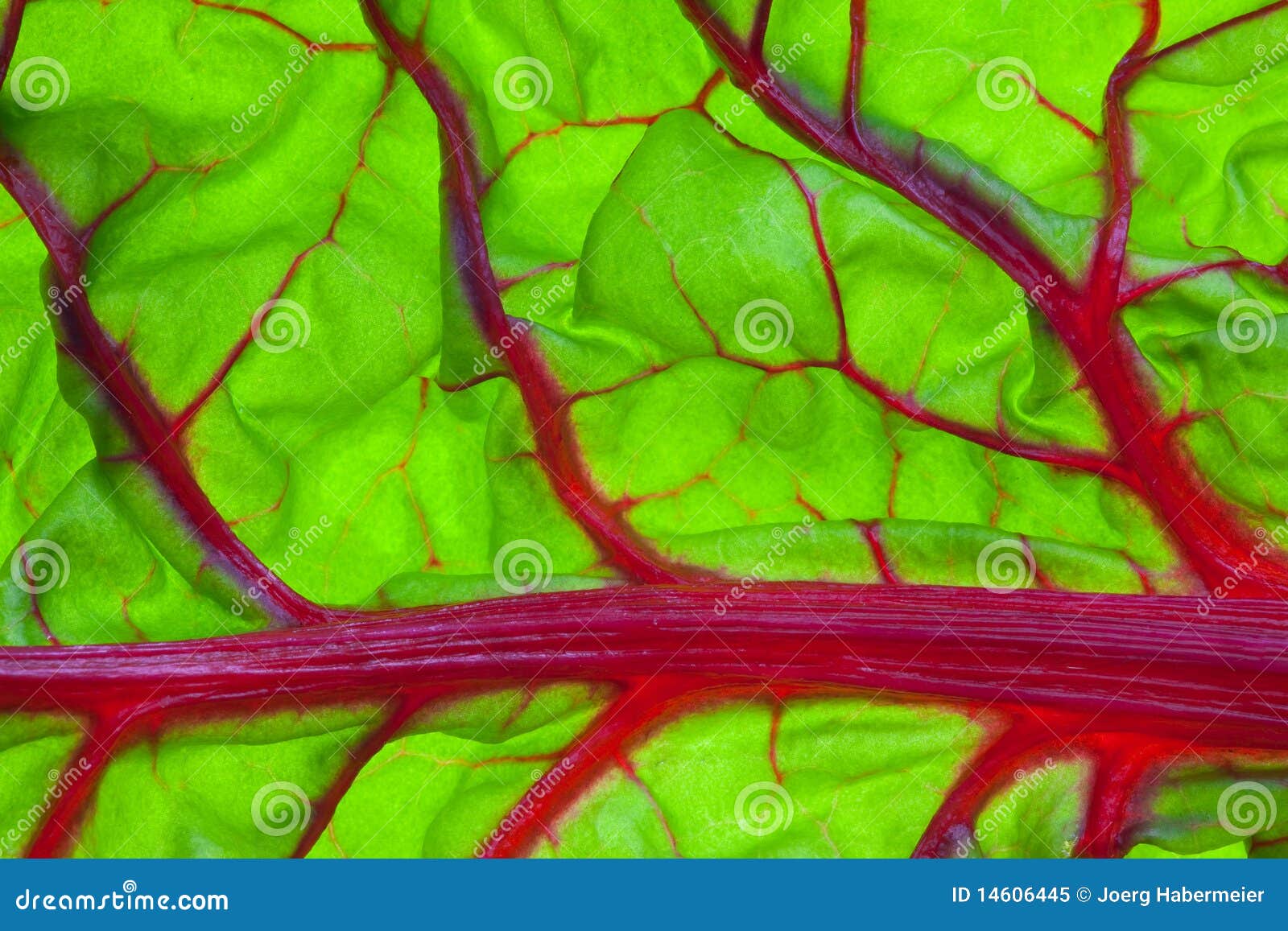 Organic Red Swiss Chard Leaf Detail Stock Image - Image of epidermis ...