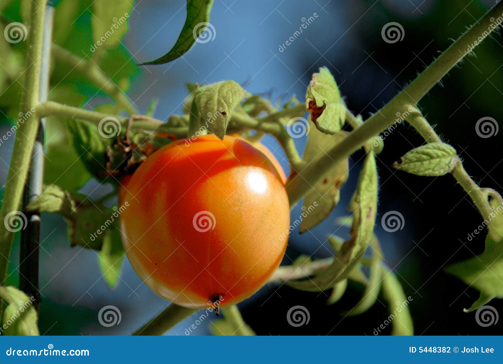Organic Red Tomato on the Vine Stock Photo - Image of nutritious ...
