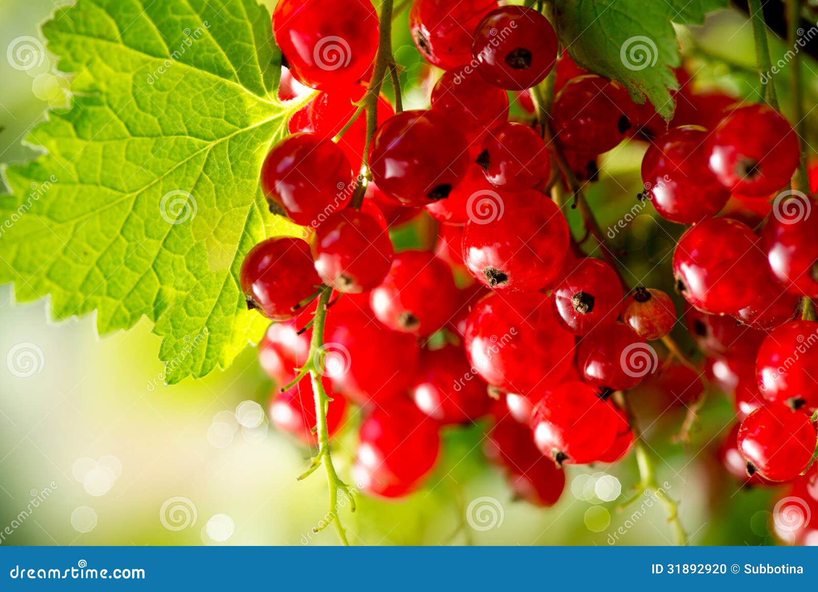 Organic Redcurrant Growing stock photo. Image of freshness - 31892920