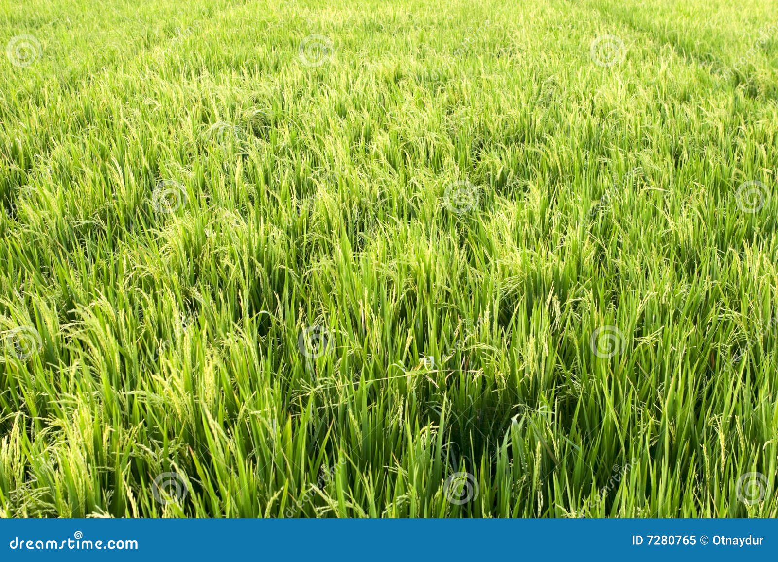 Organic rice field stock image. Image of rural, color - 7280765