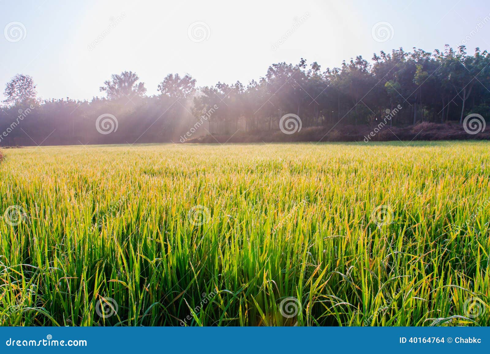 Organic Rice Field with Dew Drops Stock Photo - Image of leaves, grass ...