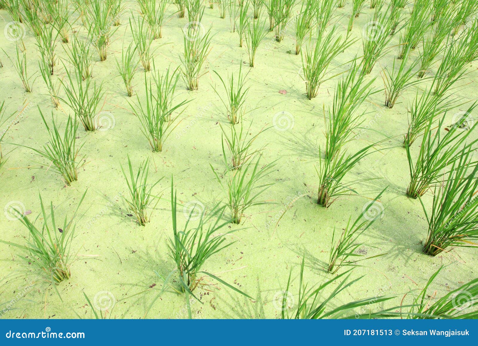 Organic Rice Field in Thailand Stock Image - Image of rice, farm: 207181513