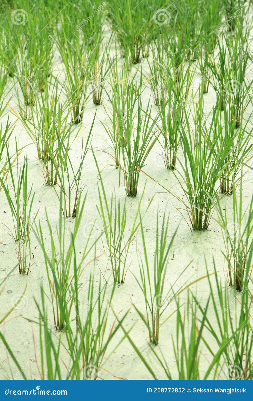 Organic Rice Field in Thailand Stock Photo - Image of countryside ...
