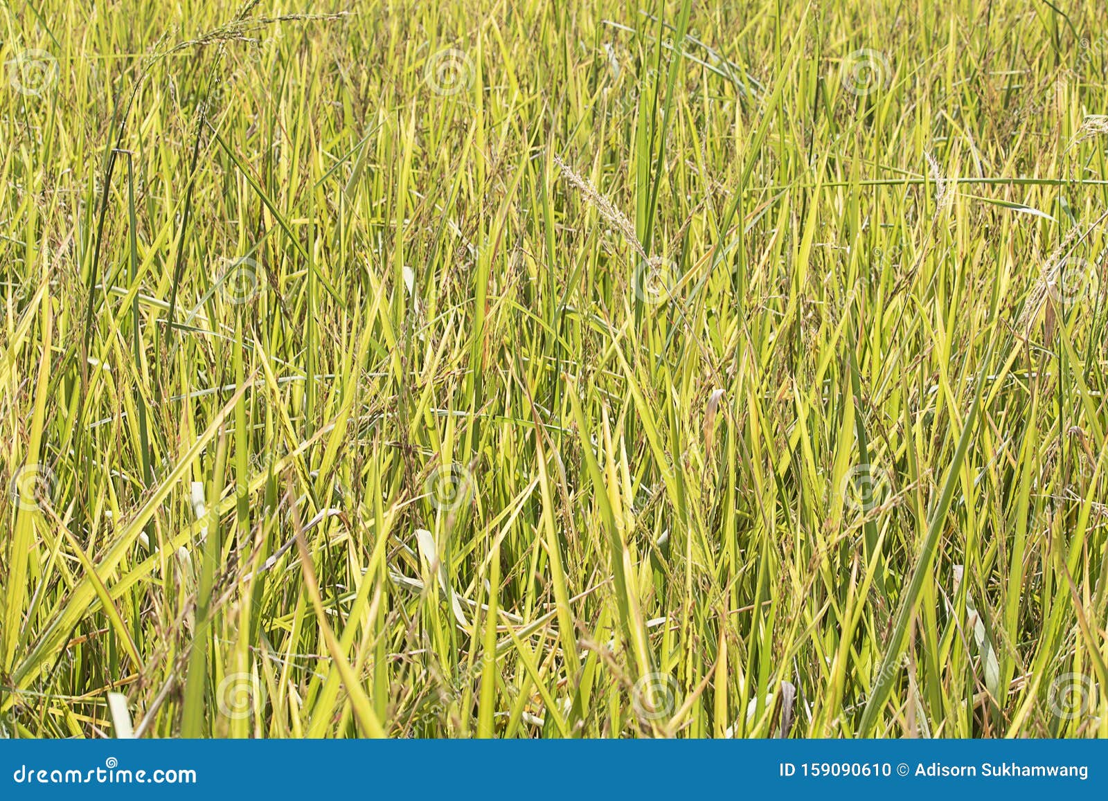 Organic Rice Fields are Safe Food Stock Photo - Image of organic, safe ...
