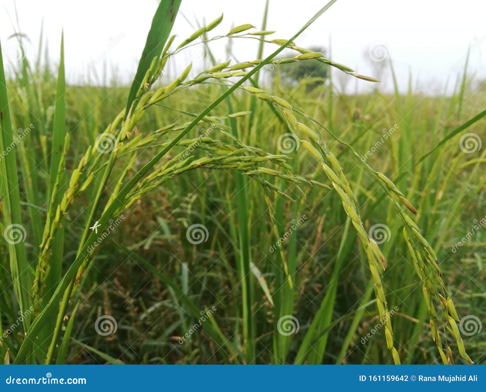 Organic Rice Paddy Stalk in Fields Stock Photo - Image of paddy, rice ...