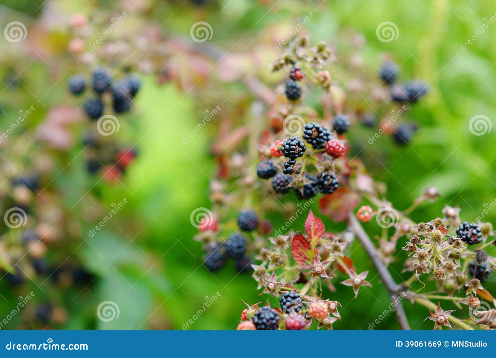 Organic Ripe Blackberries on Bunch Stock Image - Image of freshness ...