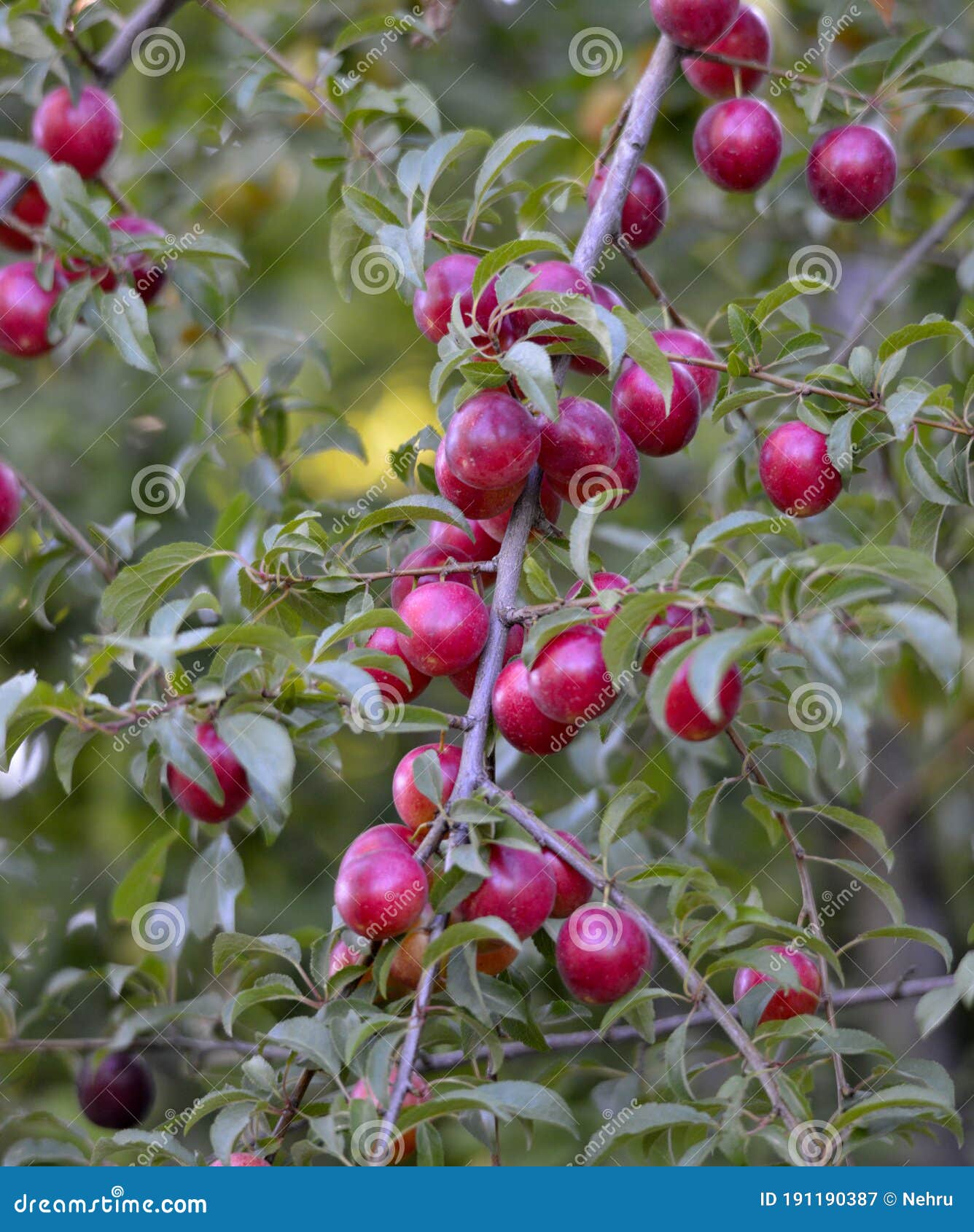 Organic Ripe Plums on the Tree Stock Image - Image of farm, plum: 191190387