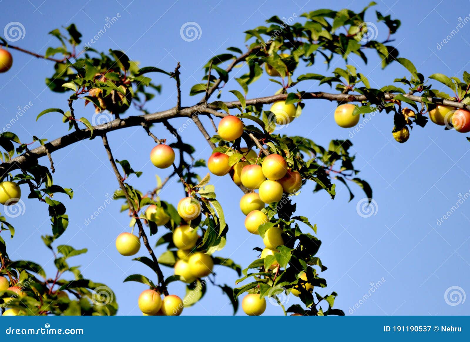 Organic Ripe Plums on the Tree Stock Image - Image of harvest, fruit ...