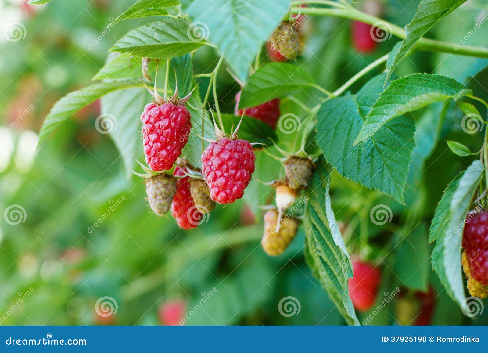 Organic Ripe Raspberries on Bunch on a Farm in Germany, Stock Photo ...