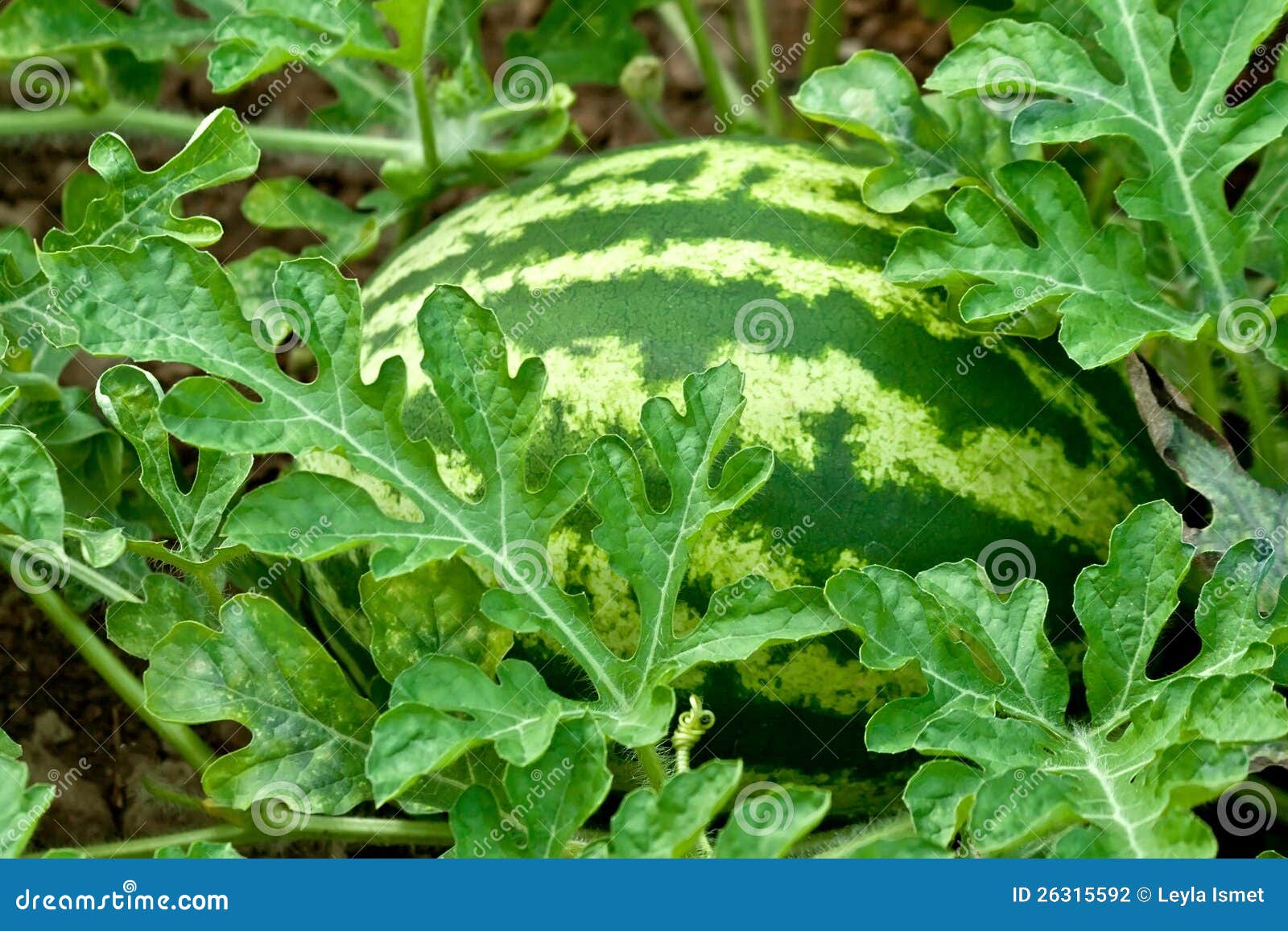 Organic Ripe Watermelon stock photo. Image of healthy - 26315592