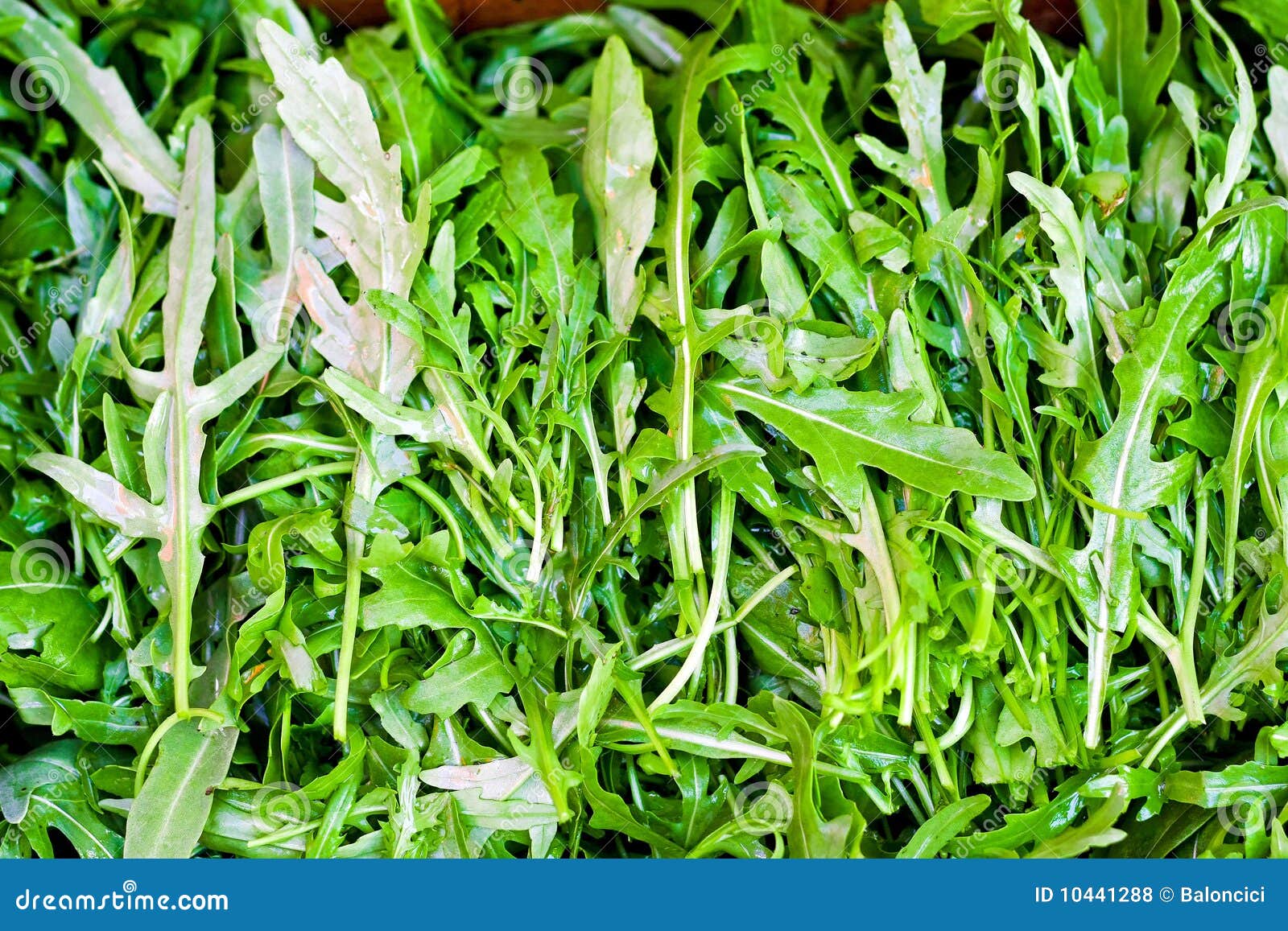 Organic rucola stock photo. Image of market, ruccola - 10441288