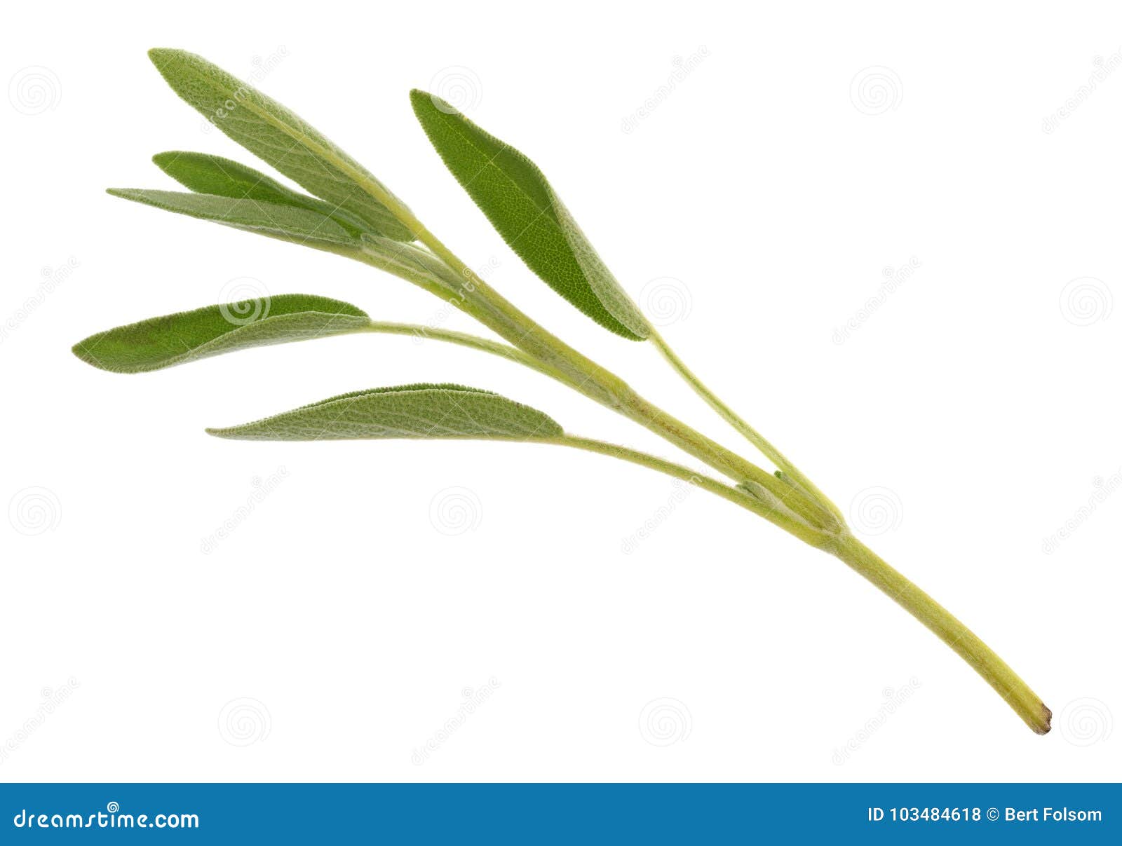 Organic Sage Branch on a White Background Stock Photo - Image of ...