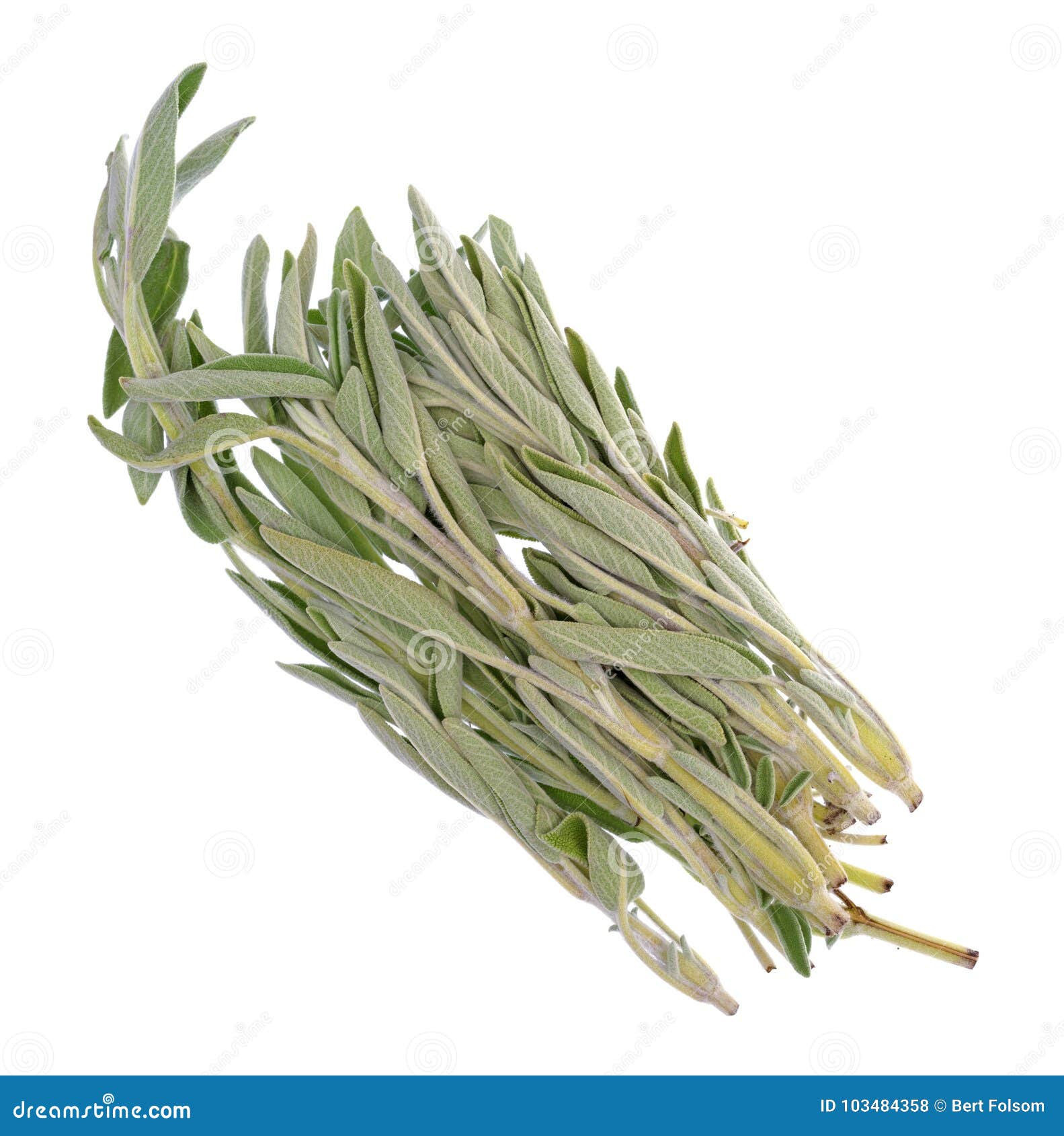 Organic Sage Branches on a White Background Stock Photo - Image of ...