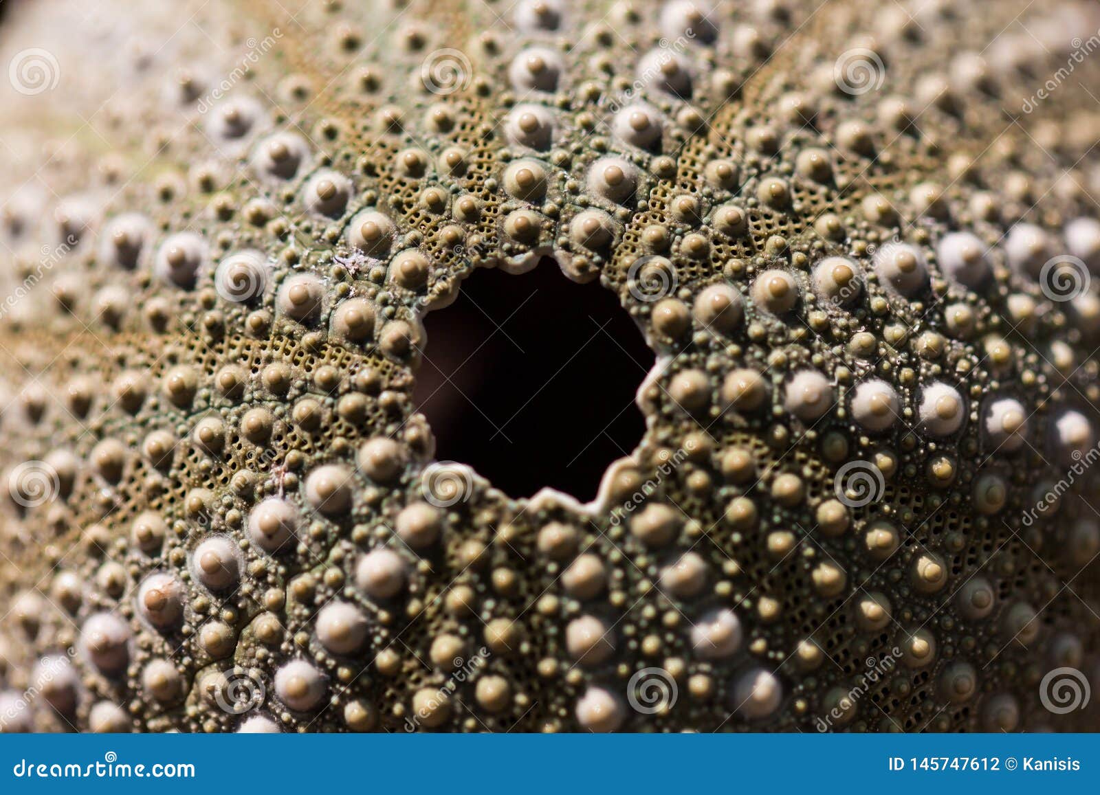 Organic Sea Urchin Shell Texture Pattern Stock Photo - Image of ...