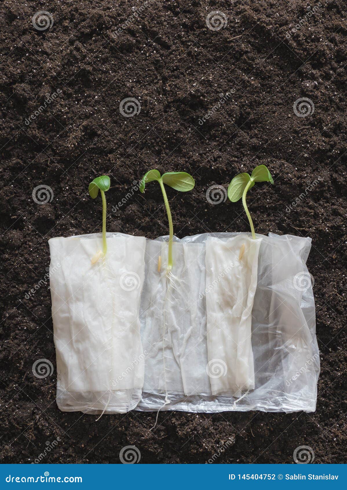 Organic Seed Germination without Soil. Stock Photo - Image of ...