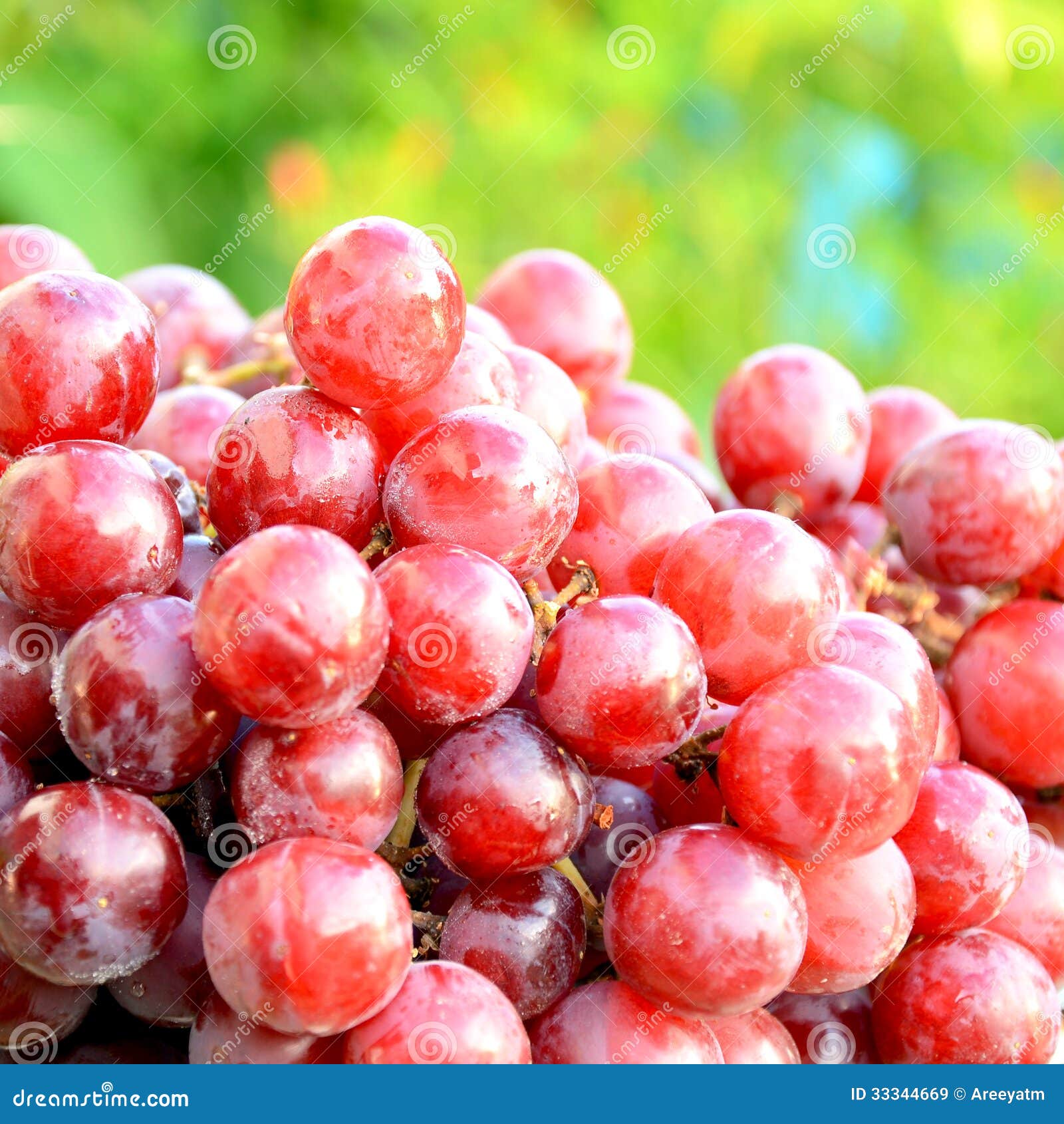 Organic Seedless Grapes. stock image. Image of farm, refreshment - 33344669