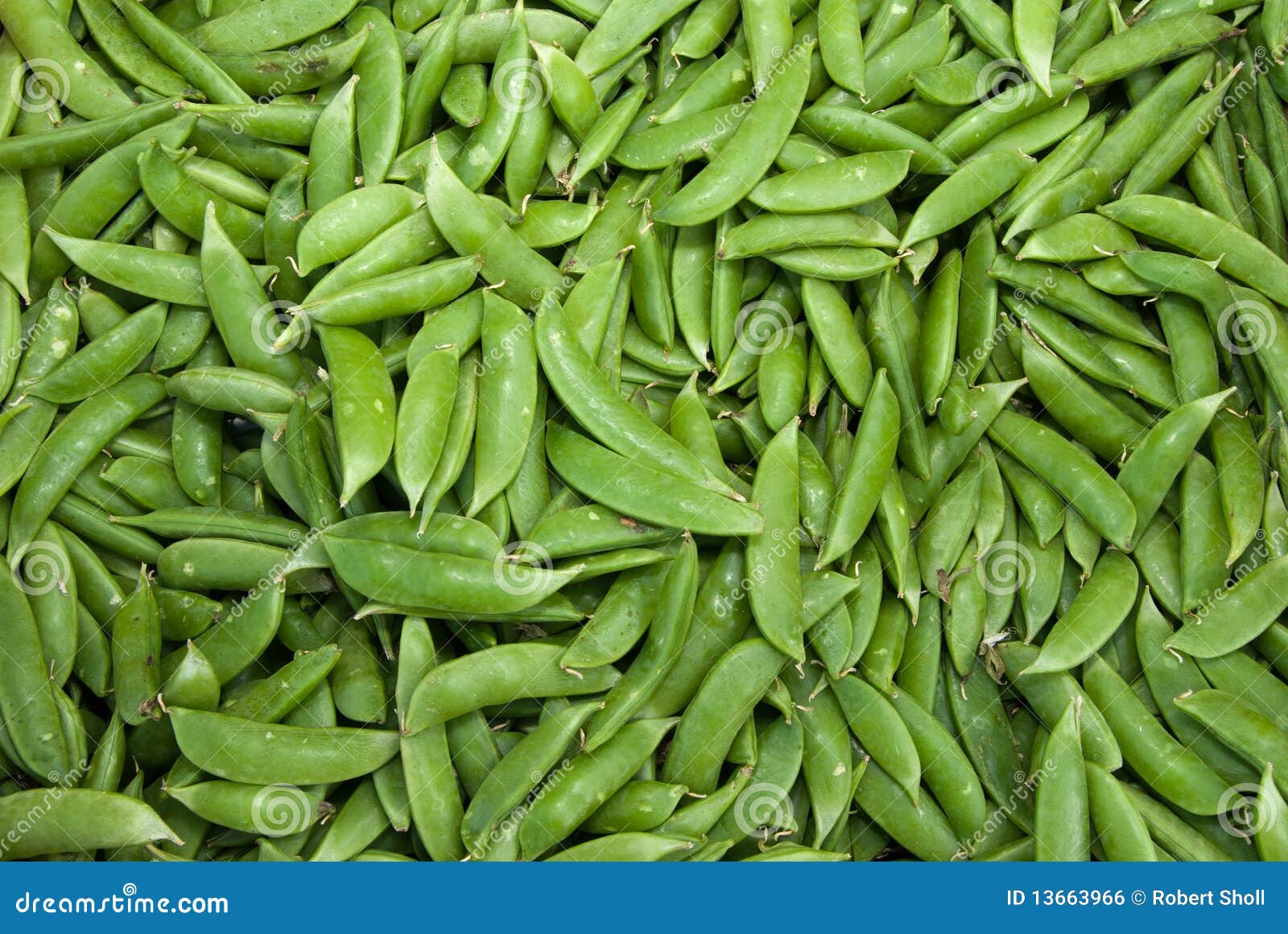 Organic Snow Peas stock photo. Image of california, vegetable - 13663966