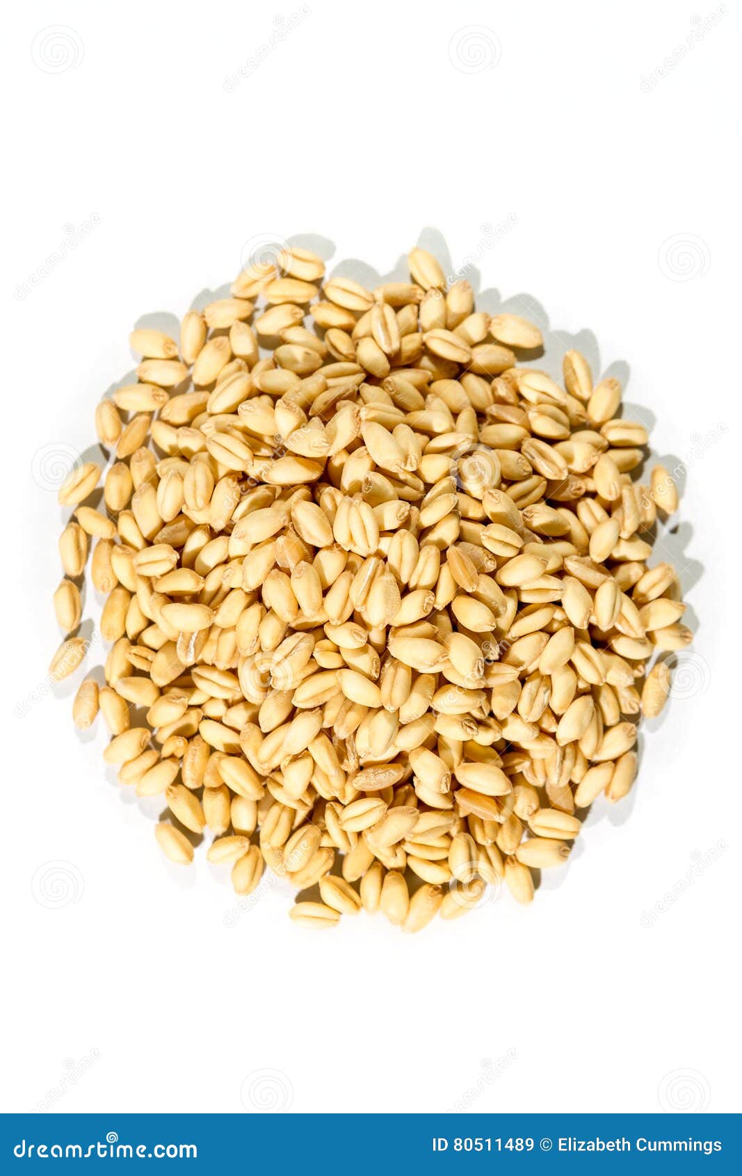 Organic soft white wheat stock image. Image of white - 80511489