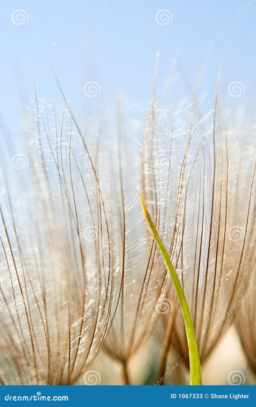 Organic softness. stock image. Image of plant, outdoors - 1067333
