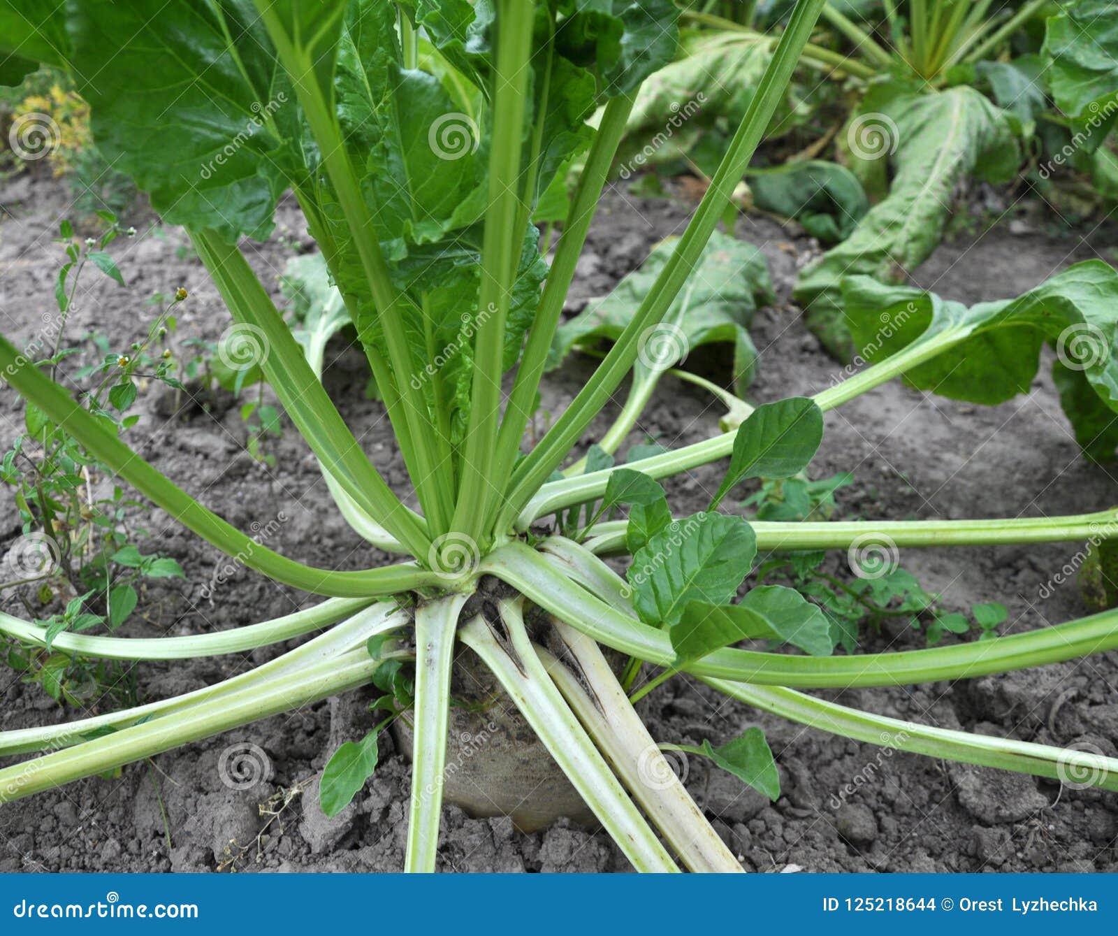 In the Soil Grows Beet Fodder Stock Photo - Image of botany, hybrids ...