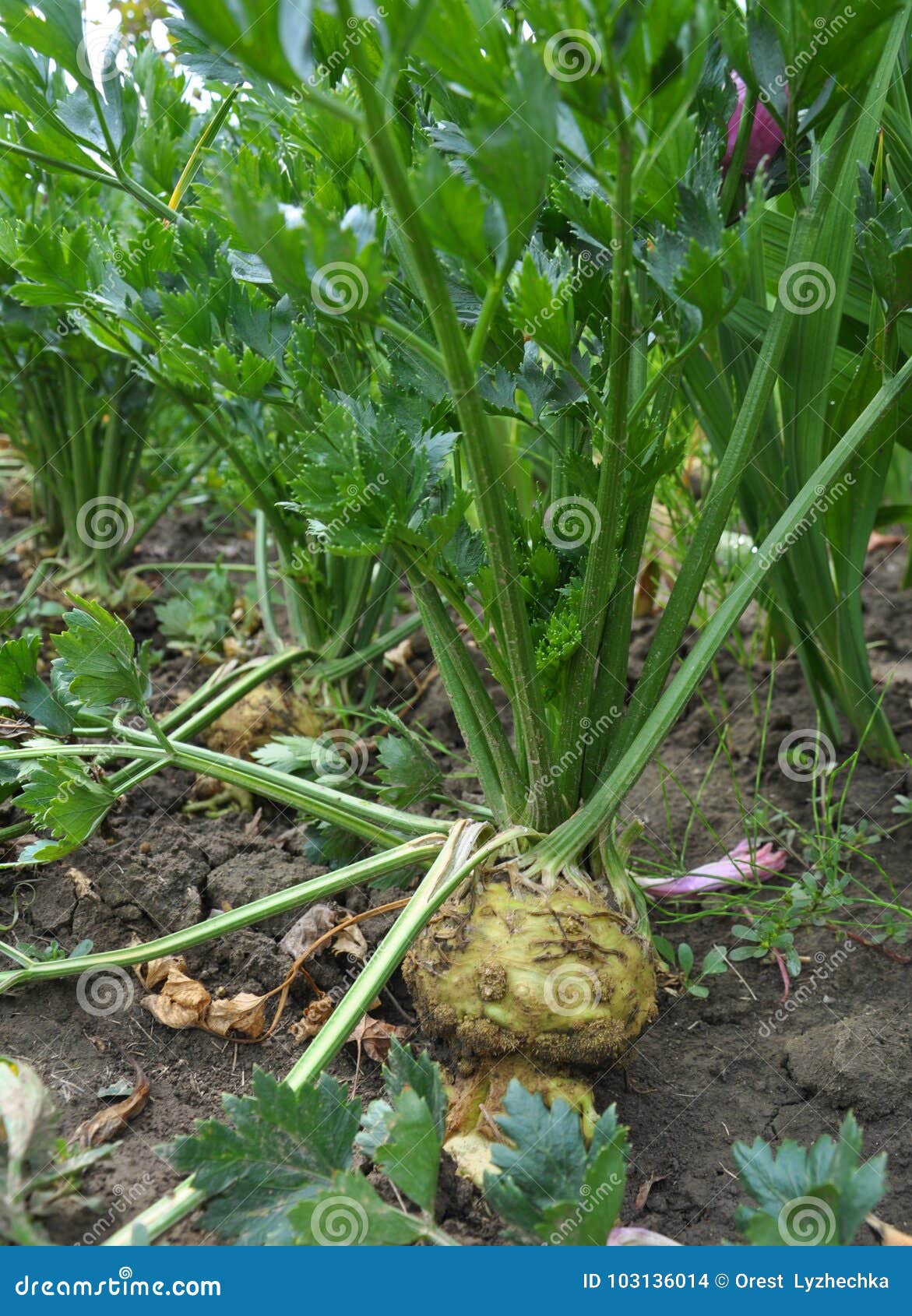In Organic Soil Parsnip Grows Stock Photo - Image of closeup, spices ...
