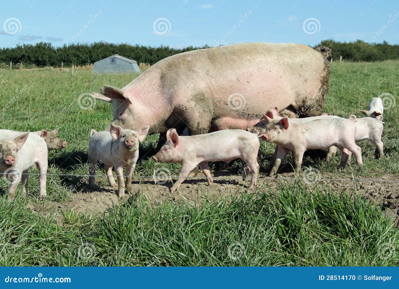 Pig Farms Denmark Stock Photos - Free & Royalty-Free Stock Photos from ...