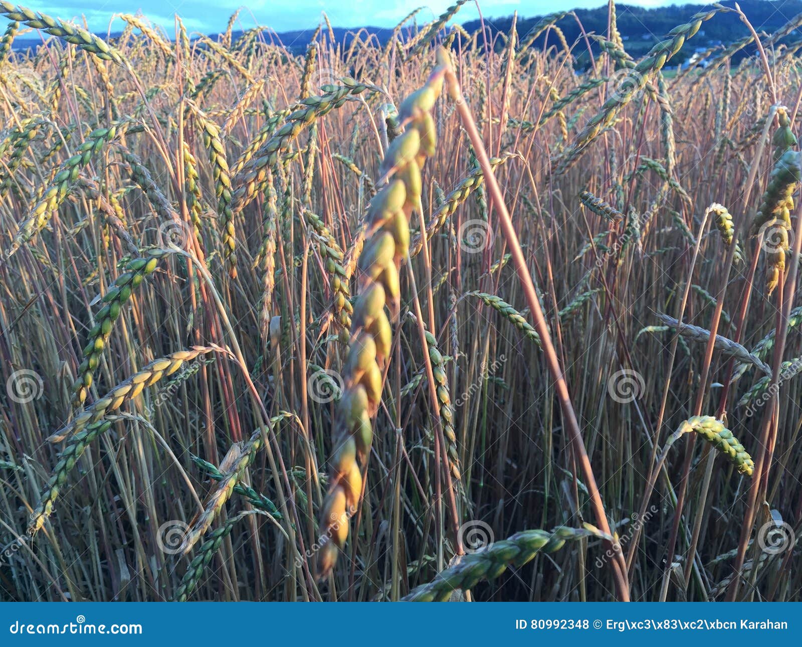 Organic Spelt in Dinkel Field Stock Photo - Image of frontview, idyllic ...