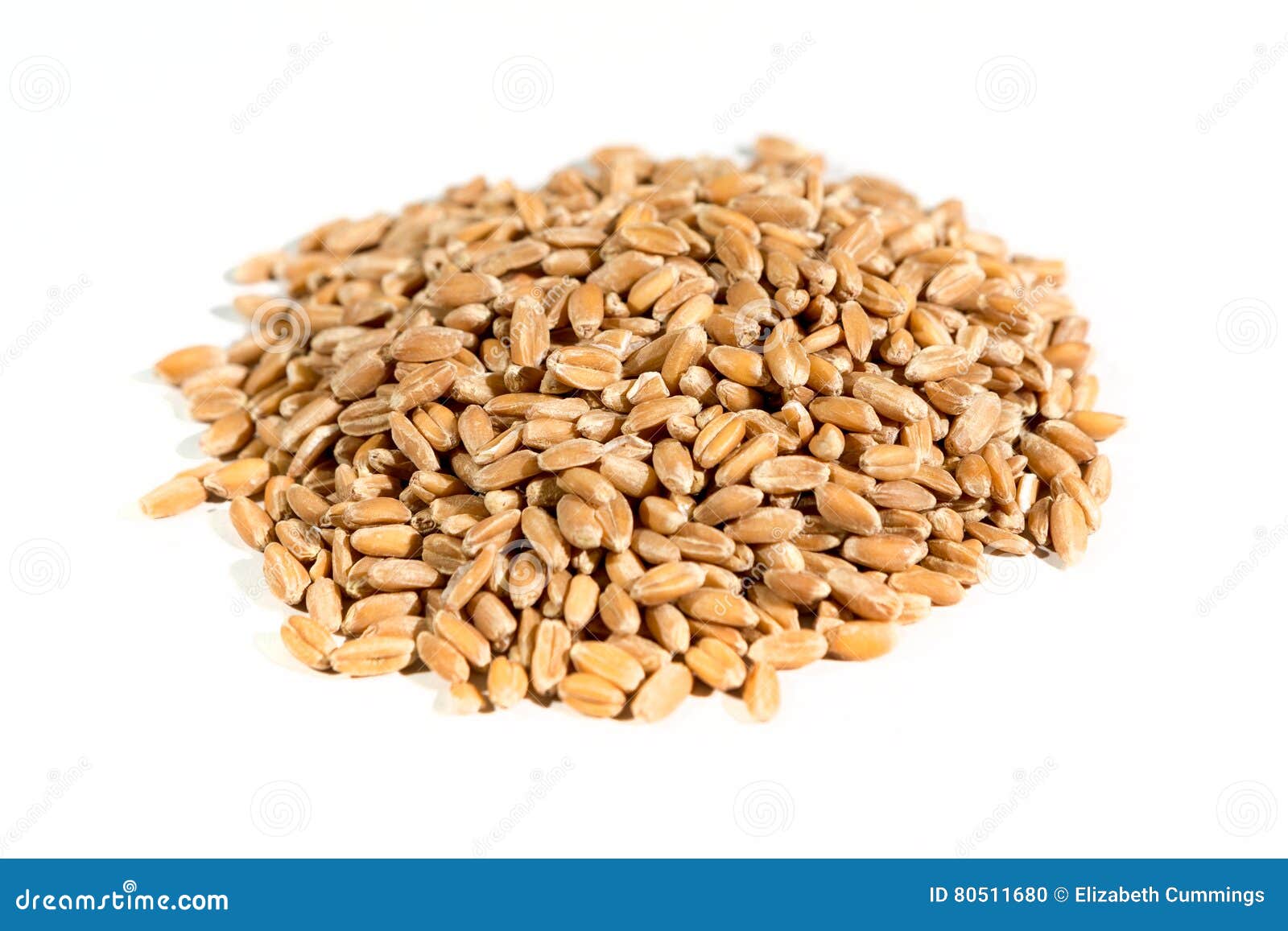 Organic spelt grain stock photo. Image of grain, organic - 80511680