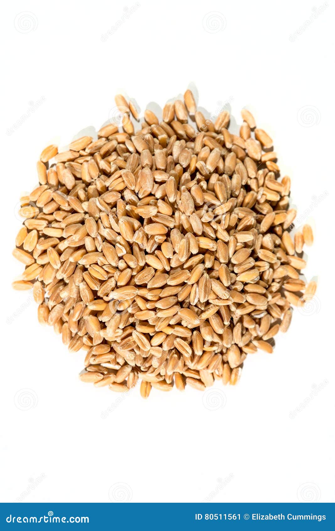 Organic spelt grains stock image. Image of grain, carbohydrate - 80511561