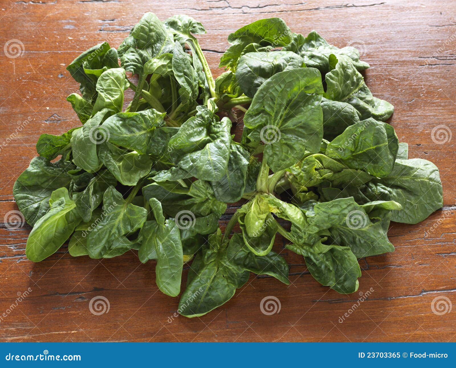 Organic spinach stock image. Image of spring, classical - 23703365