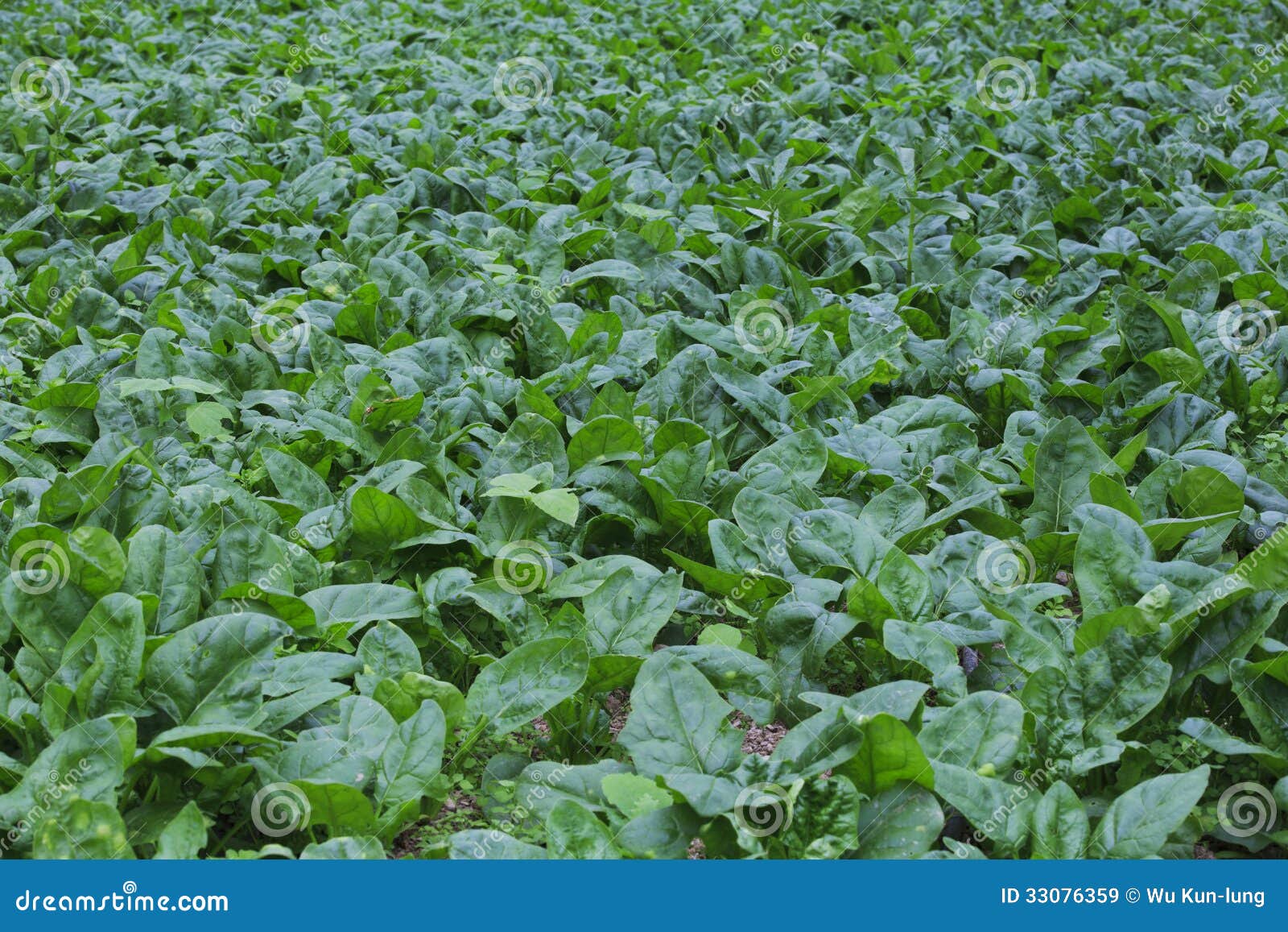 Organic spinach stock image. Image of fruits, color, nature - 33076359