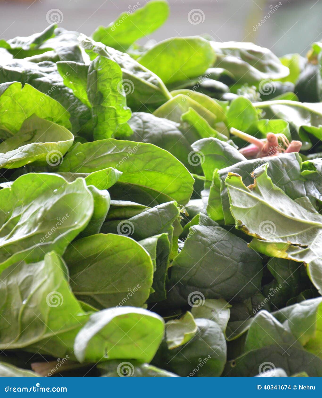 Organic spinach stock photo. Image of close, agriculture - 40341674